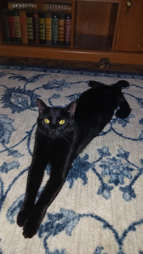 Simba | America's Favorite Pet