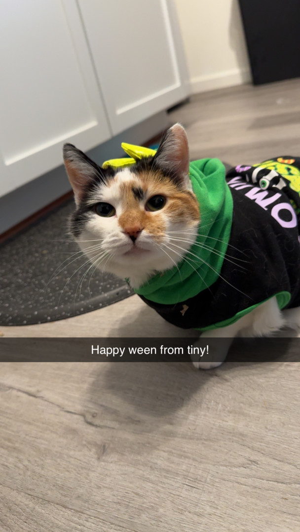 Tiny Cat | America's Favorite Pet