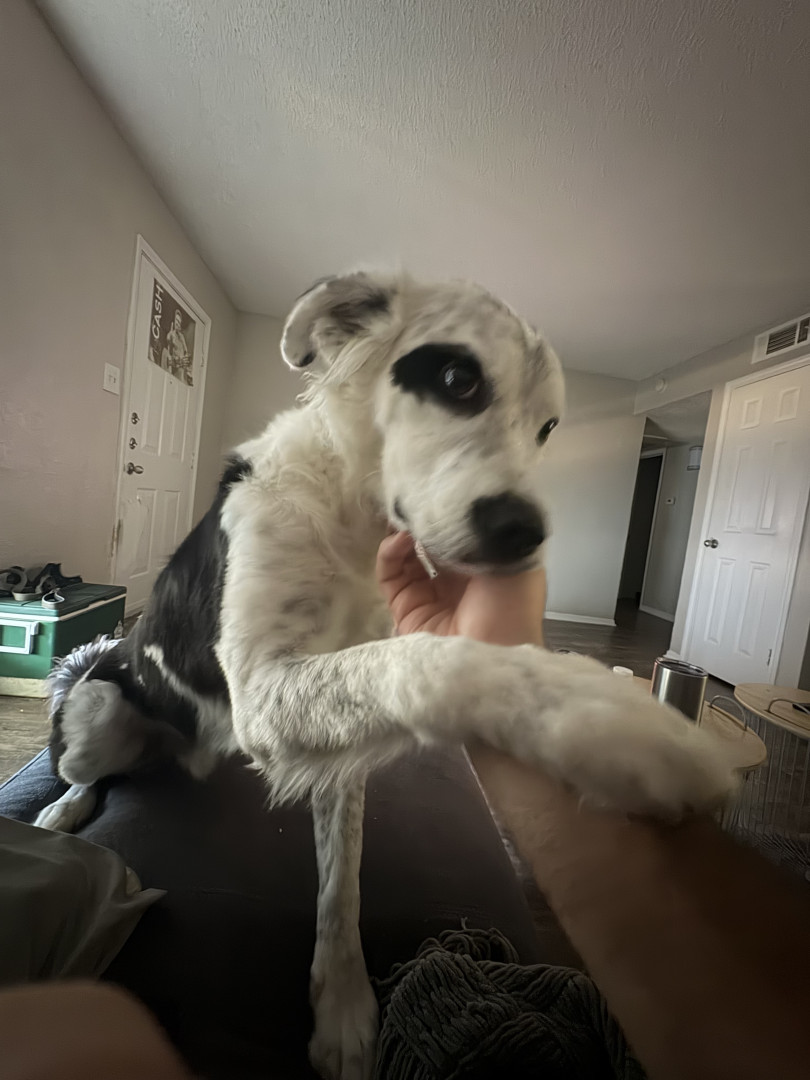 Captain | America's Favorite Pet