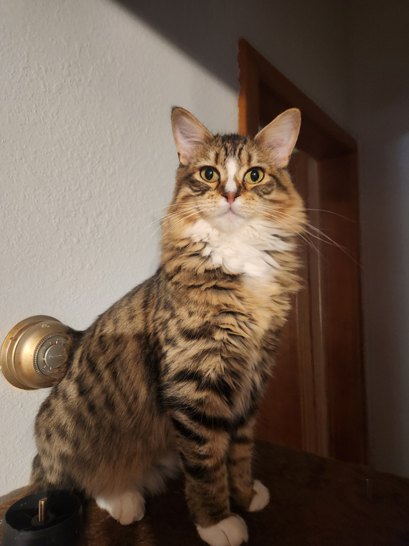 Gizmo | America's Favorite Pet