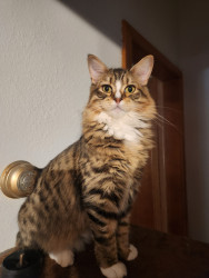 Gizmo | America's Favorite Pet