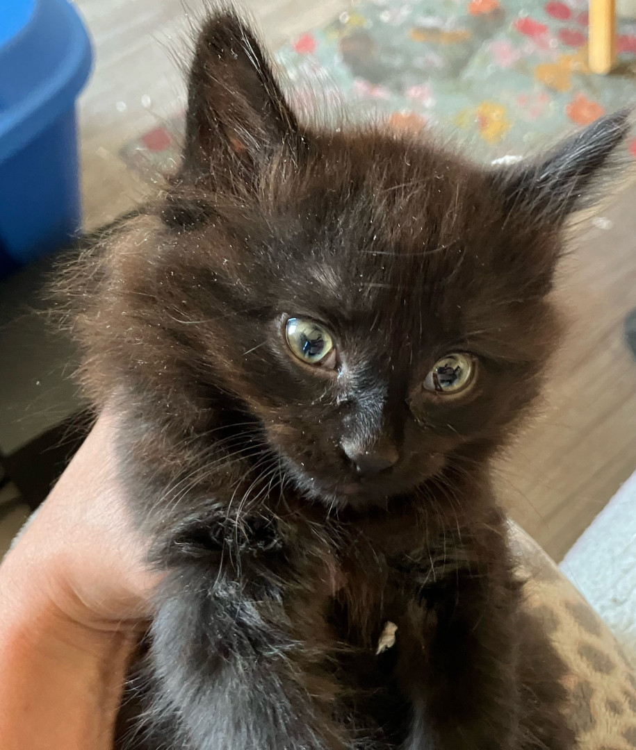 Spooky | America's Favorite Pet