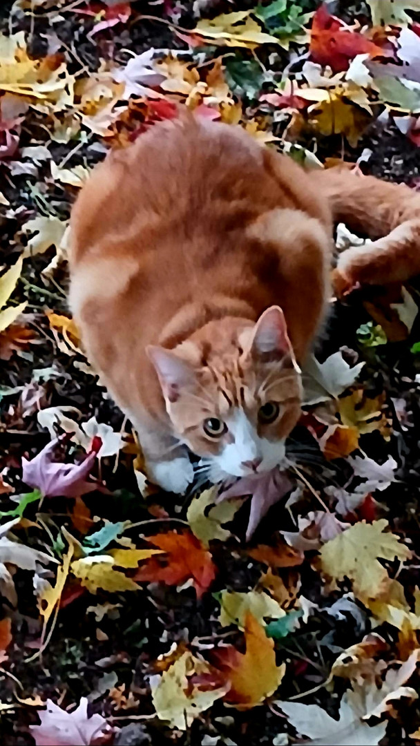 Leonardo | America's Favorite Pet