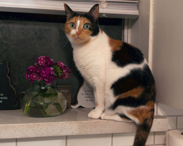 America's Favorite Pet