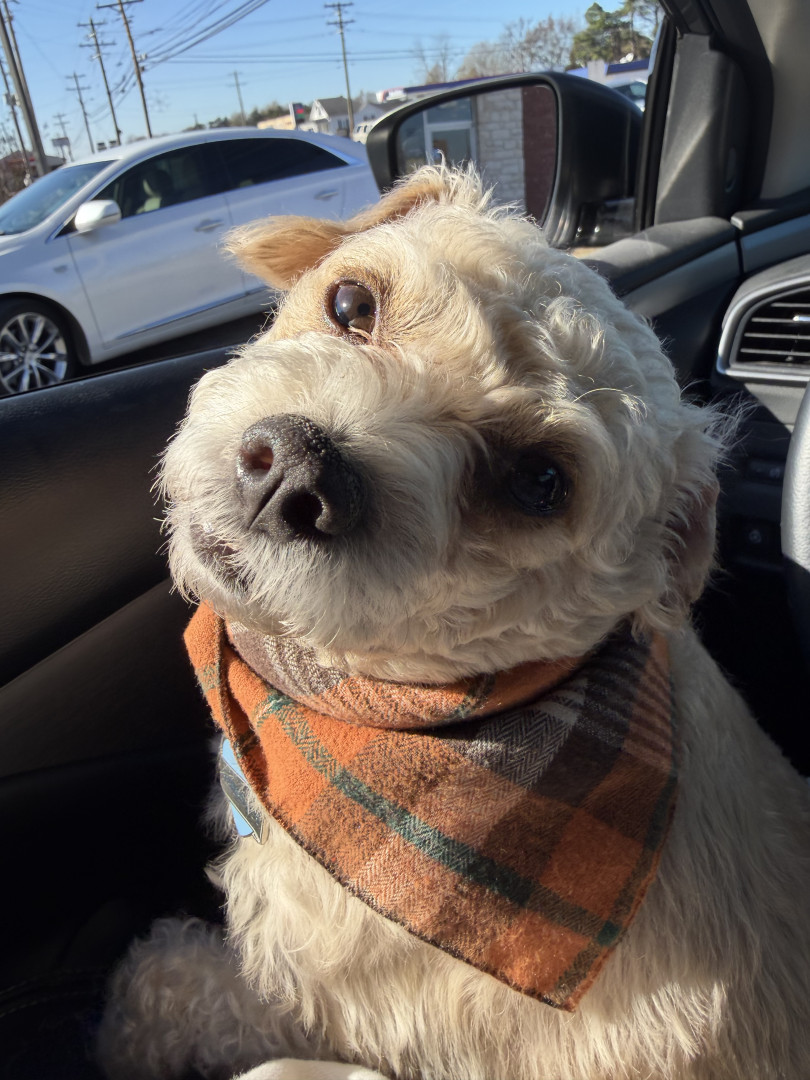 Georgie | America's Favorite Pet