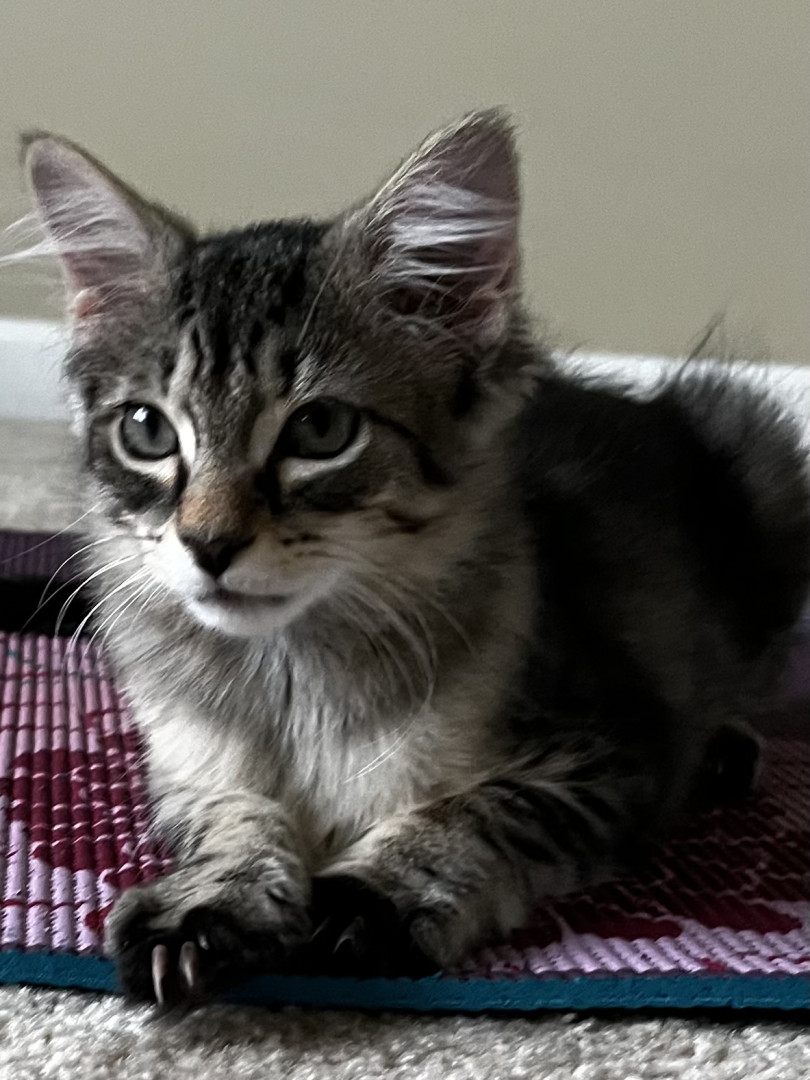 Rudy | America's Favorite Pet