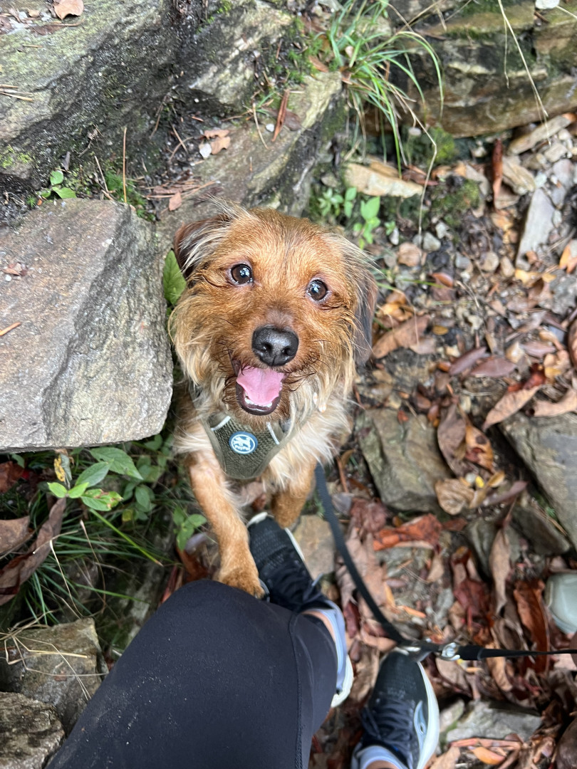 Atlas | America's Favorite Pet