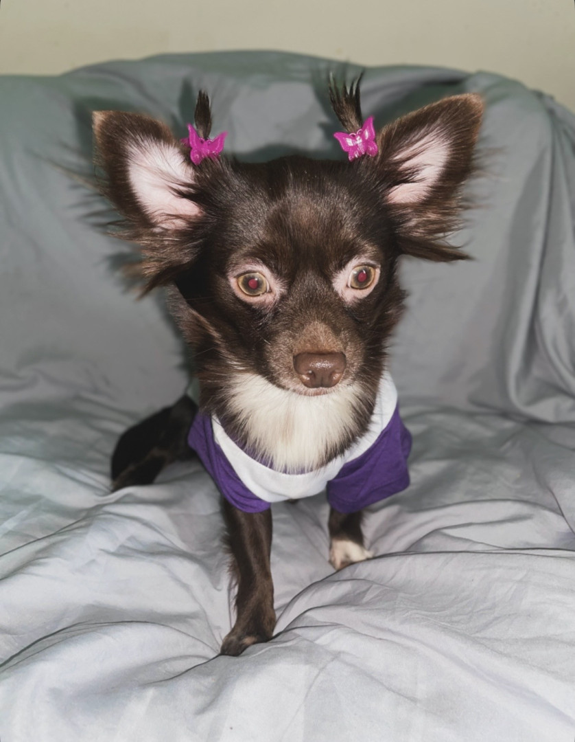 Amelia | America's Favorite Pet