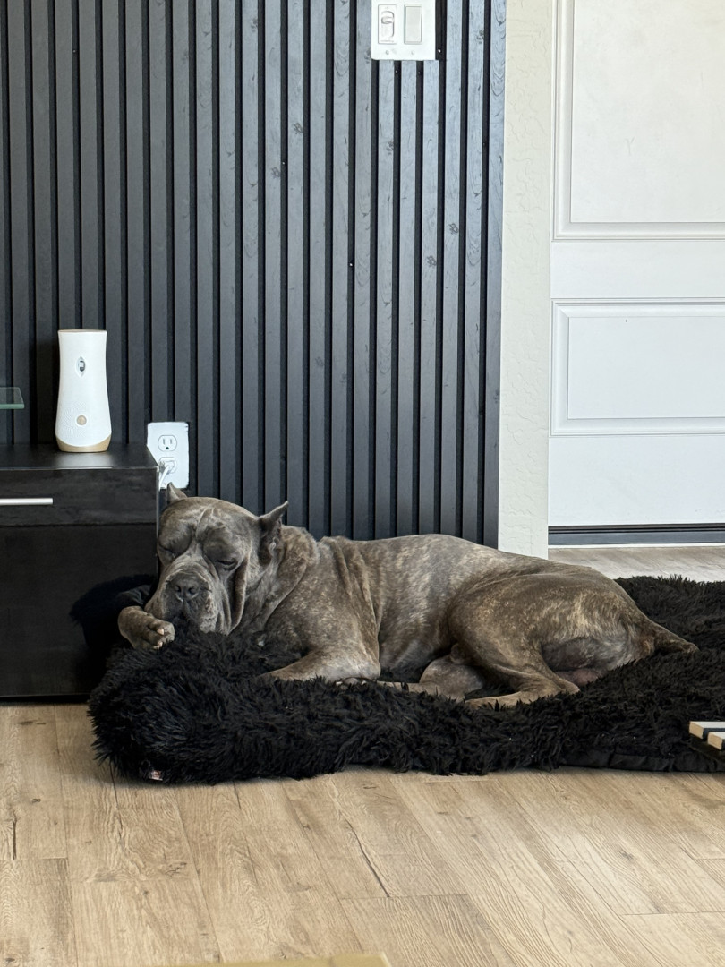 Prime | America's Favorite Pet