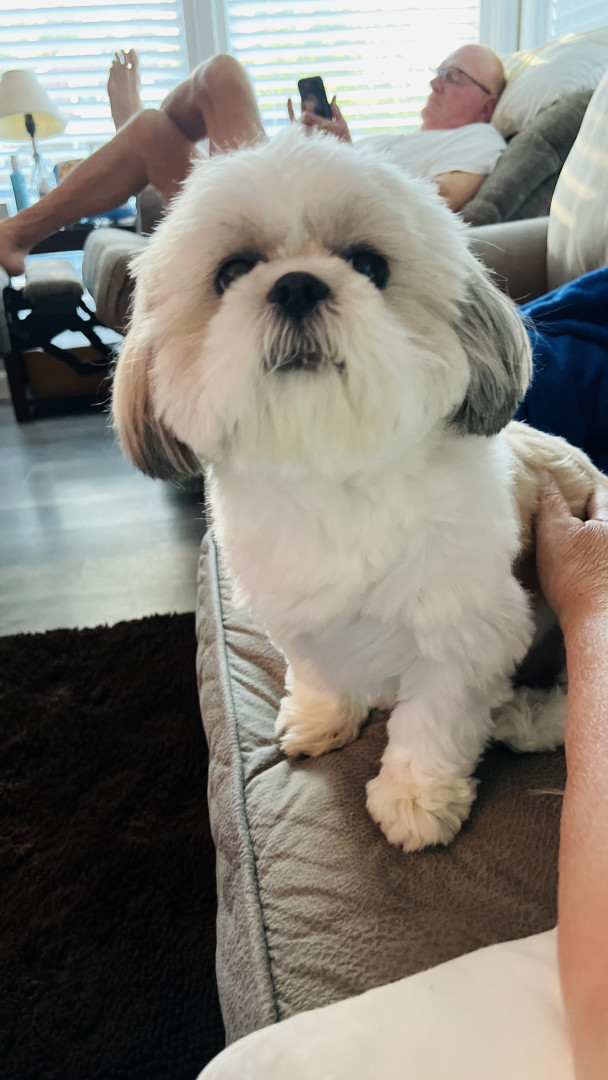 Tucker | America's Favorite Pet