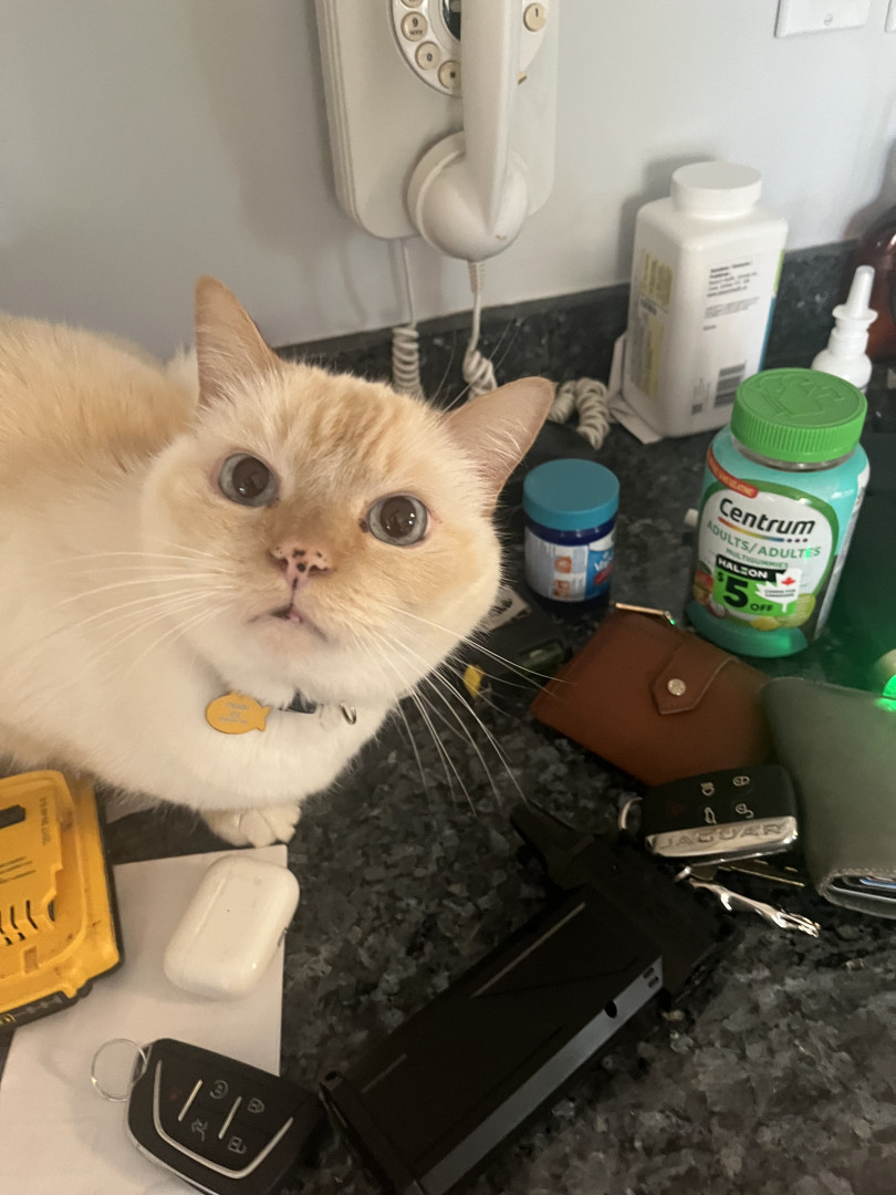 Cat Stevens | America's Favorite Pet