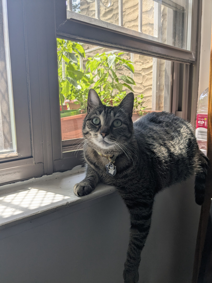 Sage | America's Favorite Pet