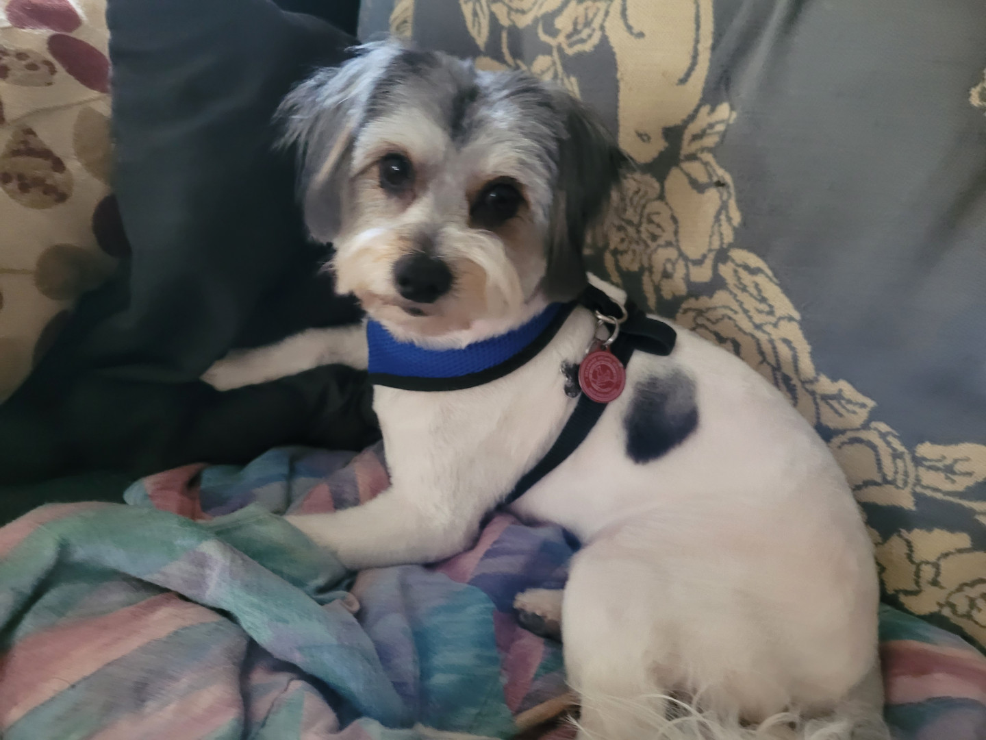 Tux | America's Favorite Pet