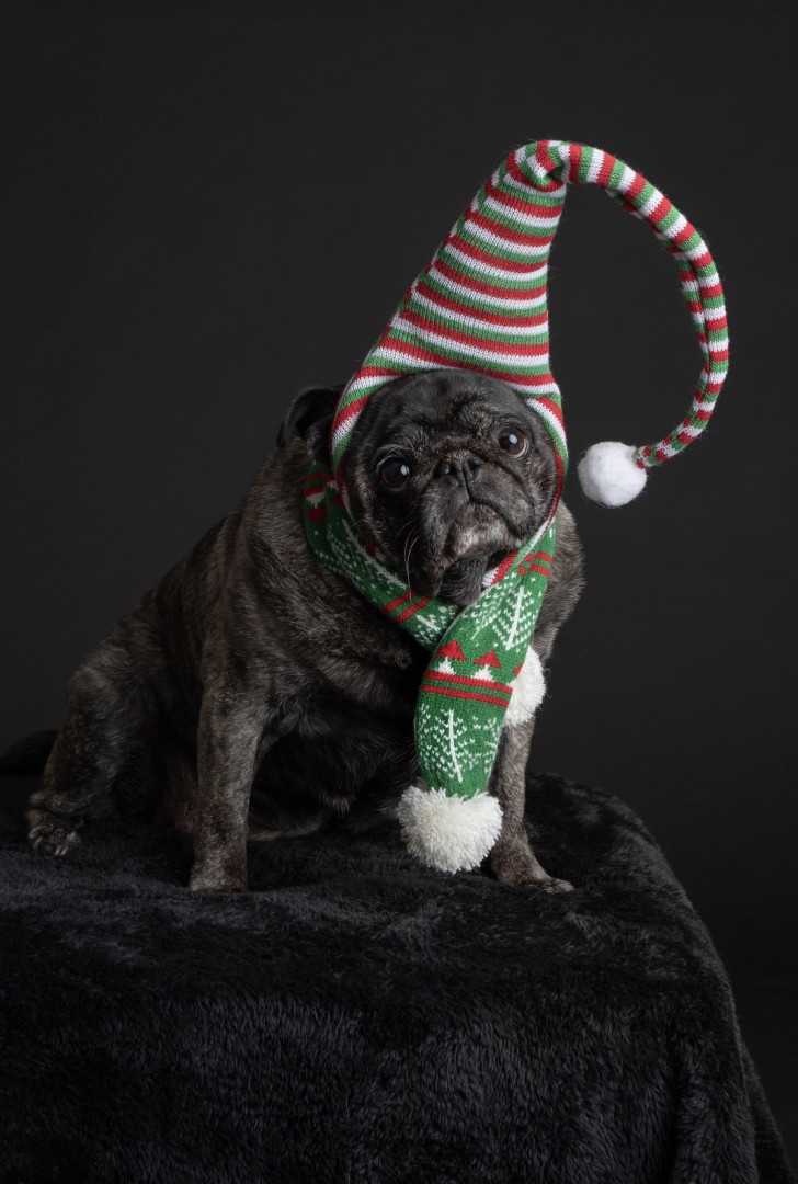 Miss Pebbles | America's Favorite Pet