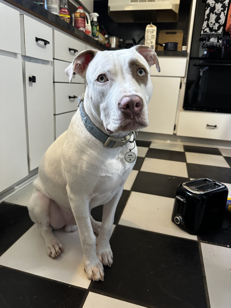 Porky | America's Favorite Pet