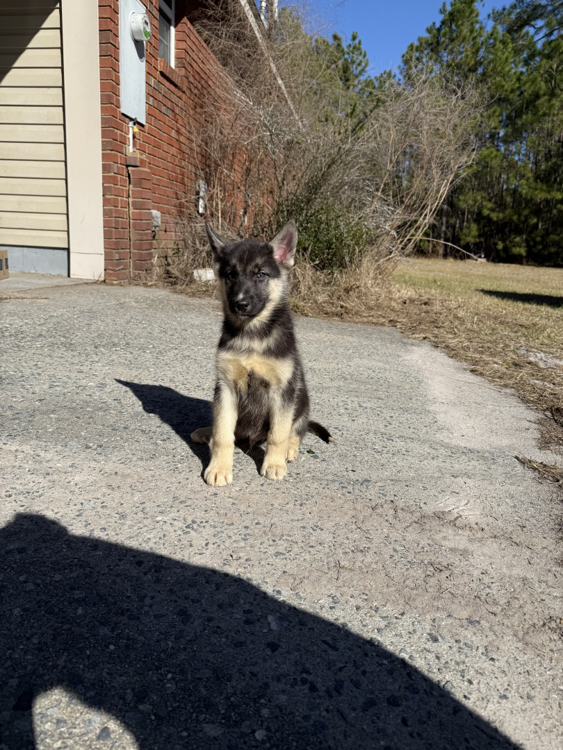 Baloo | America's Favorite Pet