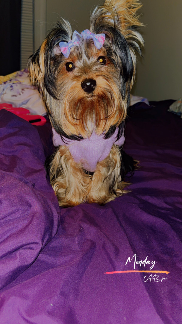 Nala | America's Favorite Pet