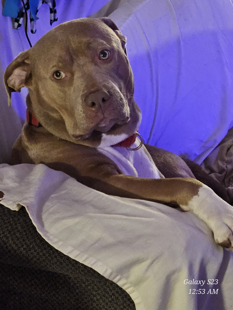 Diamond | America's Favorite Pet