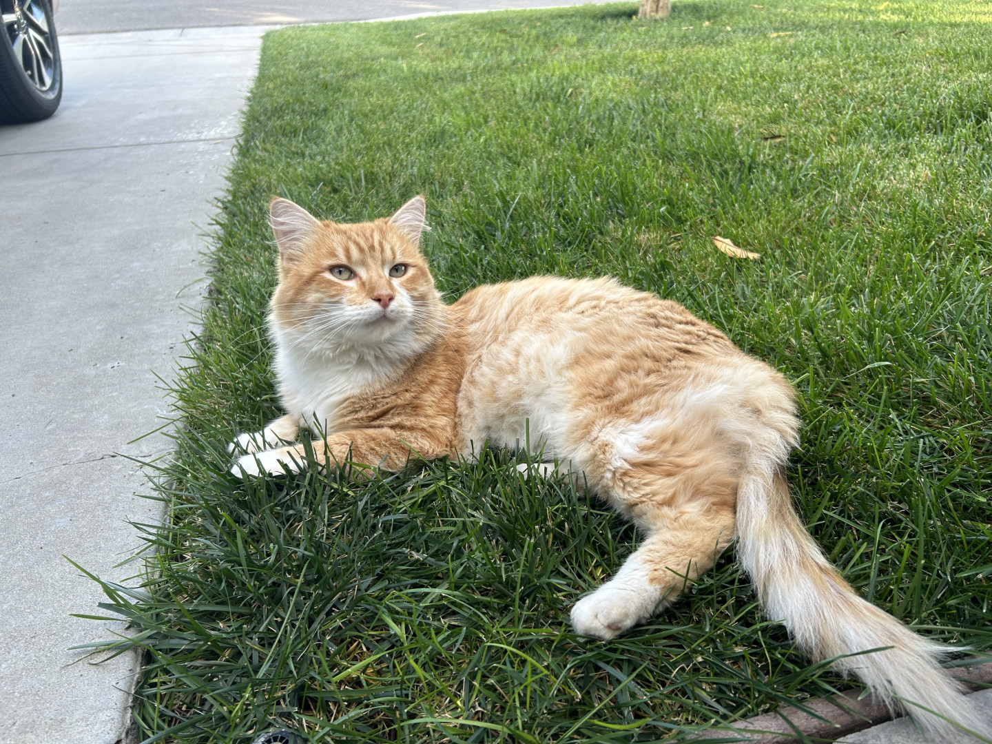 Peach | America's Favorite Pet