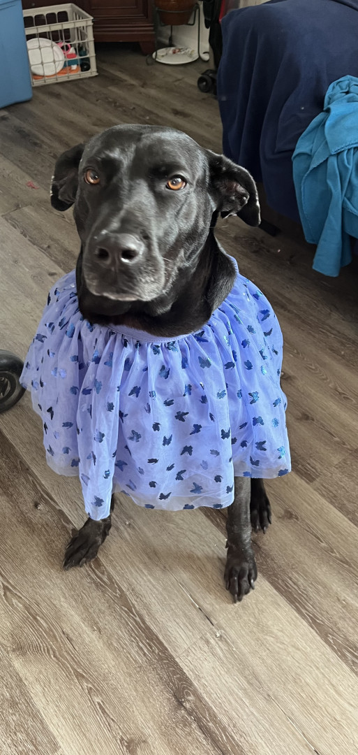 Koda | America's Favorite Pet