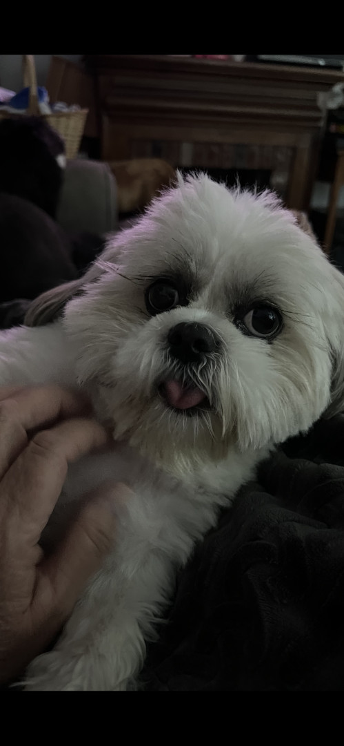 Tucker | America's Favorite Pet