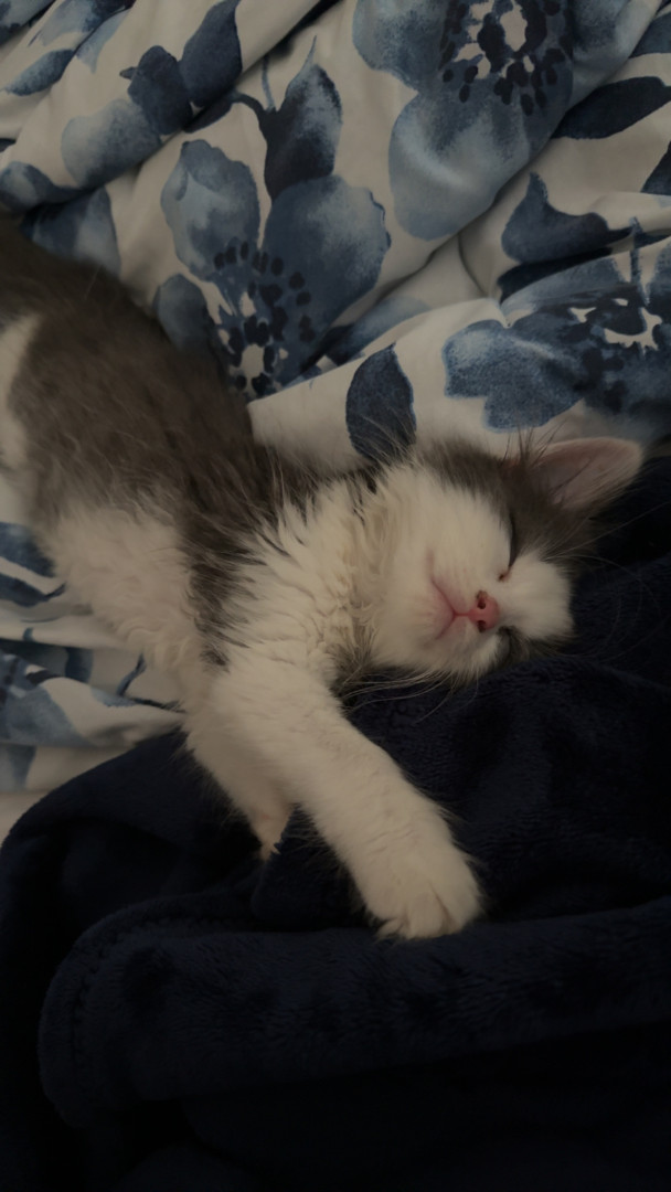 Gizmo | America's Favorite Pet