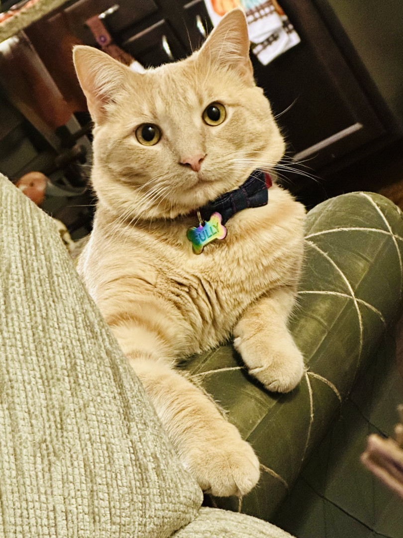 Sully McQueen Olive | America's Favorite Pet