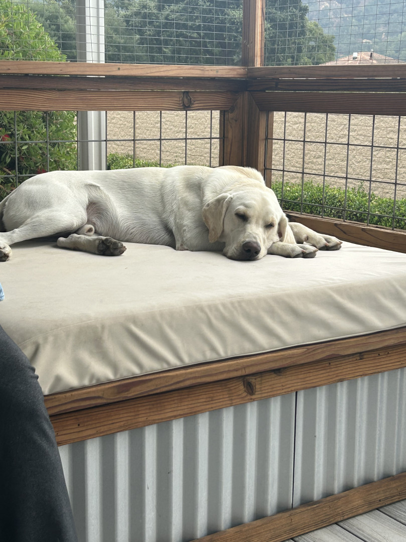 Mookie | America's Favorite Pet