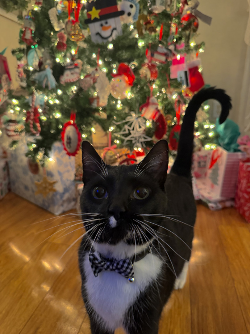 Tux | America's Favorite Pet