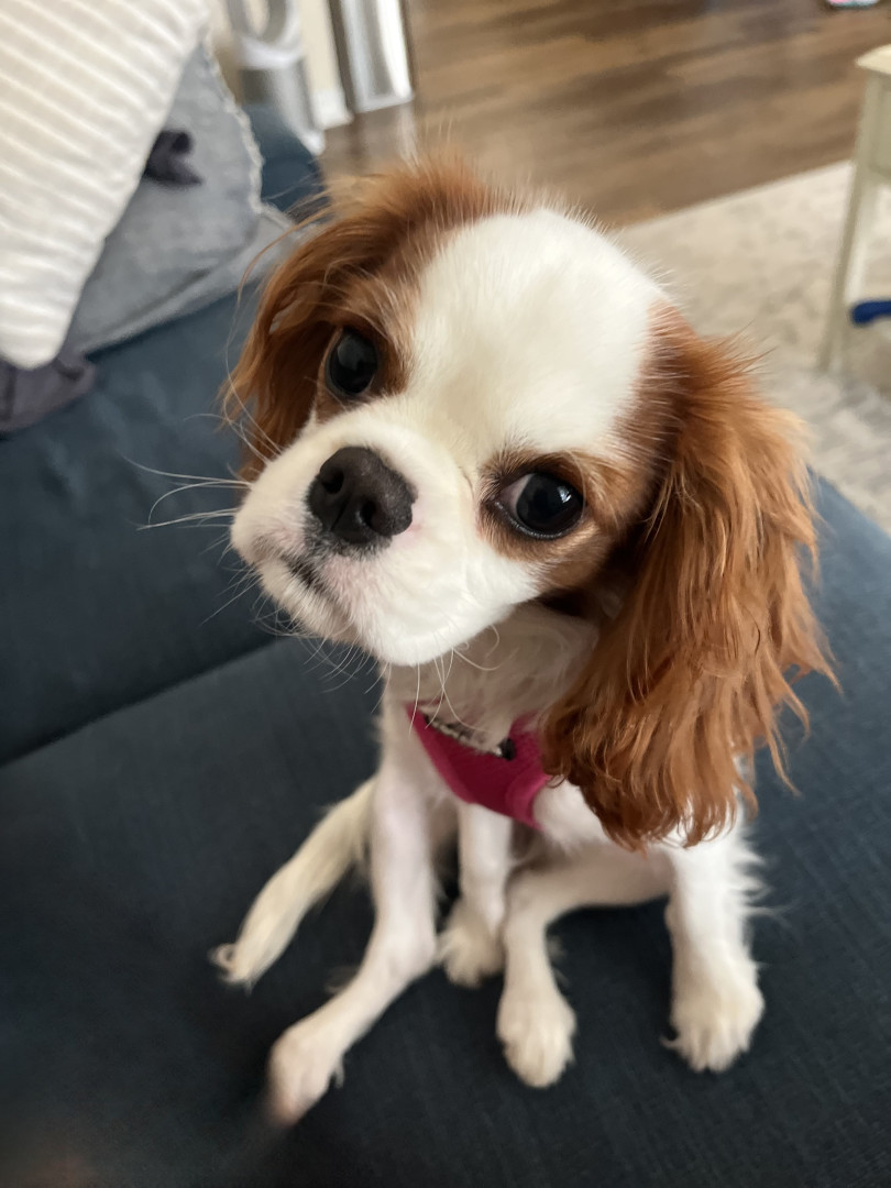 Penny | America's Favorite Pet