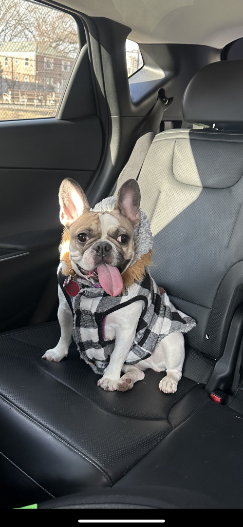 Binky | America's Favorite Pet