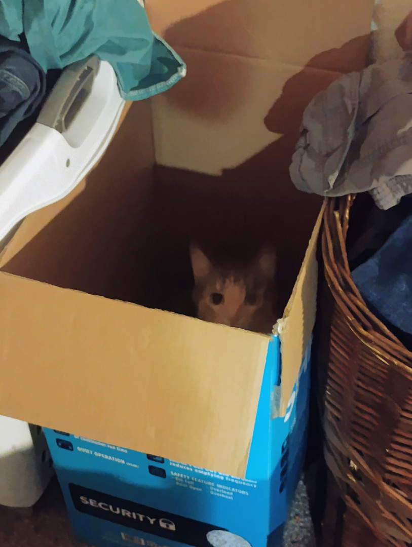 Princess Diarrhea | America's Favorite Pet