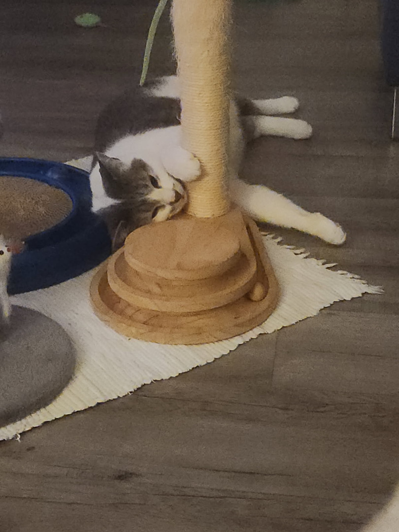 Patches | America's Favorite Pet