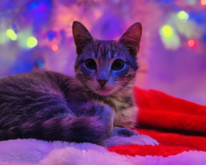 America's Favorite Pet