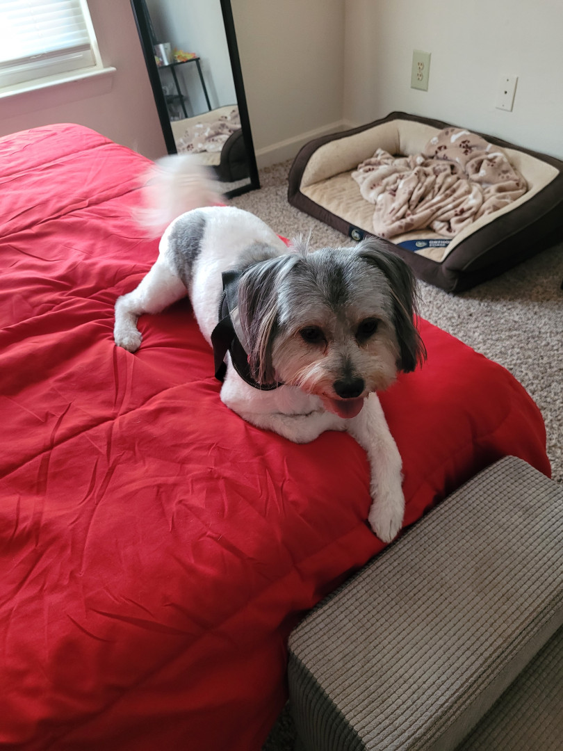 Tux | America's Favorite Pet