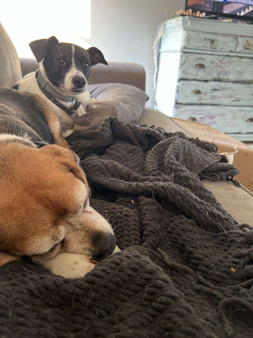 Bambi and Milo | America's Favorite Pet