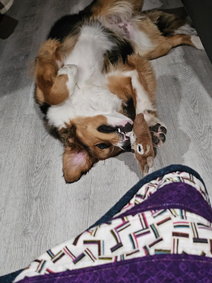 Gabi | America's Favorite Pet