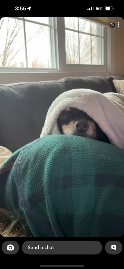 Tuco | America's Favorite Pet