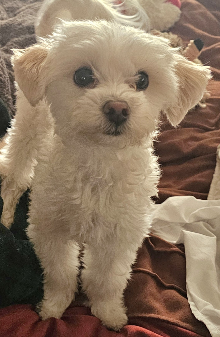 Marley | America's Favorite Pet