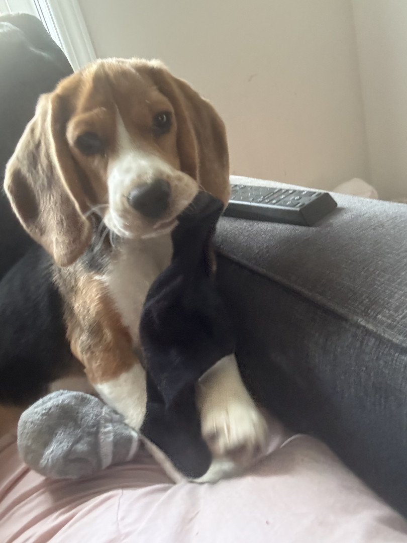 Lucy Emily | America's Favorite Pet