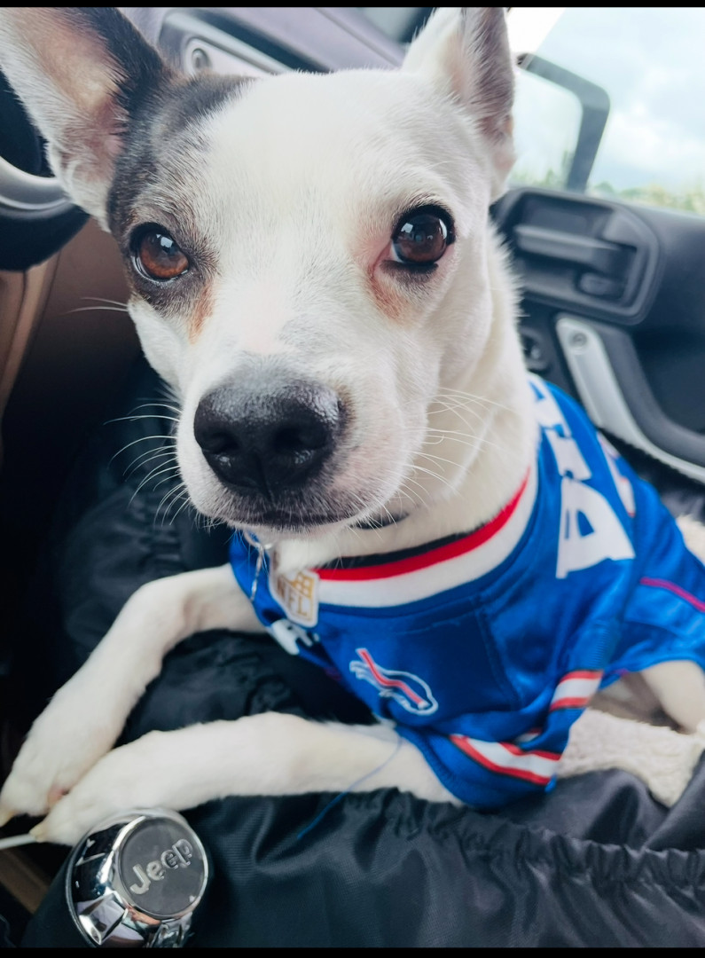 Sugarboo Bitz | America's Favorite Pet