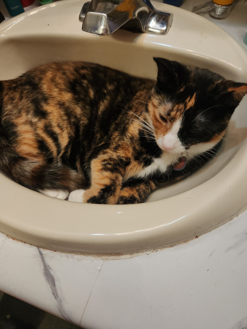 Luna | America's Favorite Pet