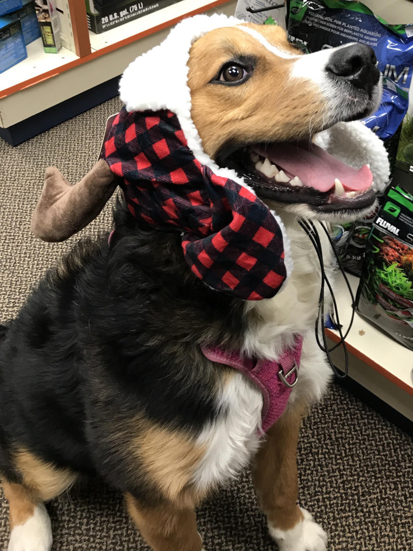 Gabi | America's Favorite Pet