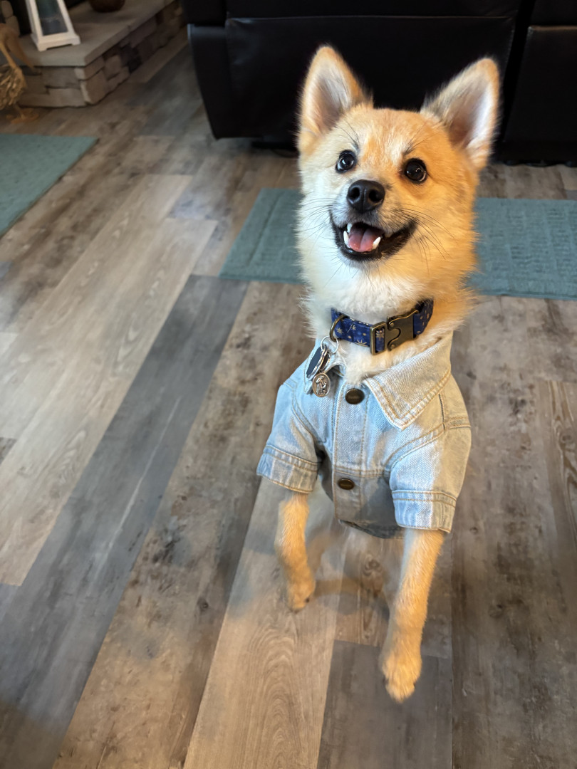 Atlas | America's Favorite Pet