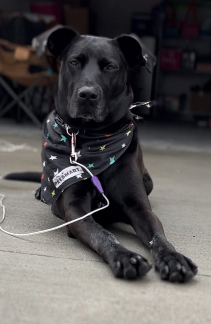 Koda | America's Favorite Pet