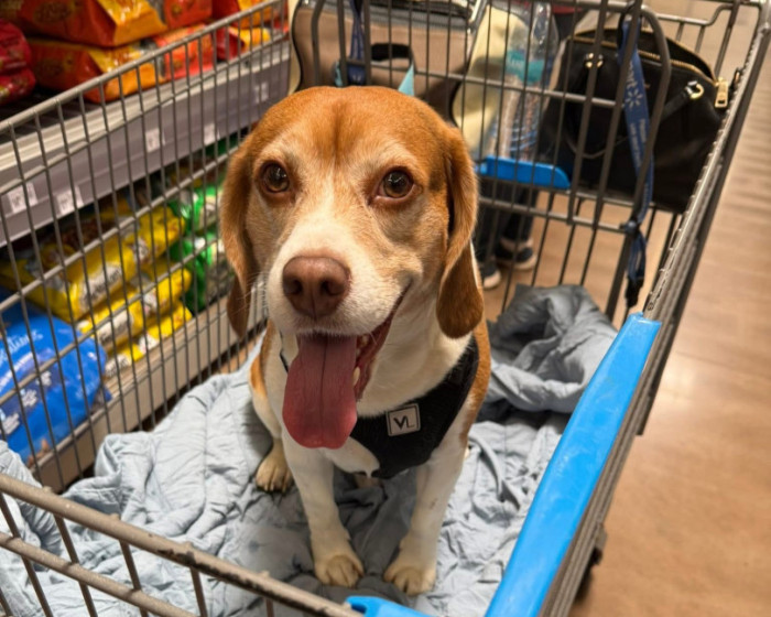 America's Favorite Pet