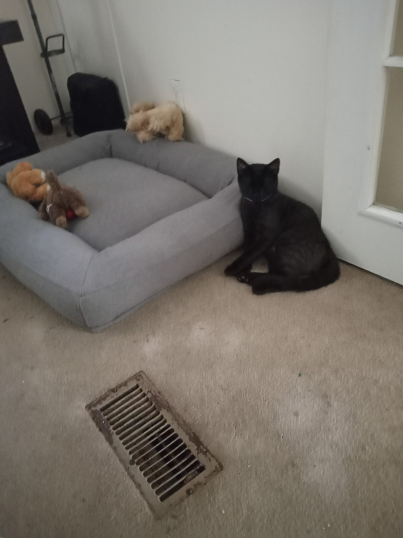 Midnight | America's Favorite Pet