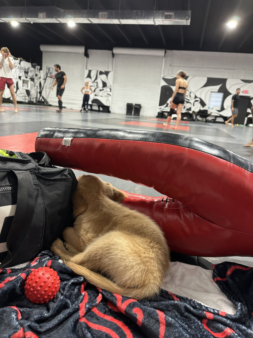 Boo | America's Favorite Pet