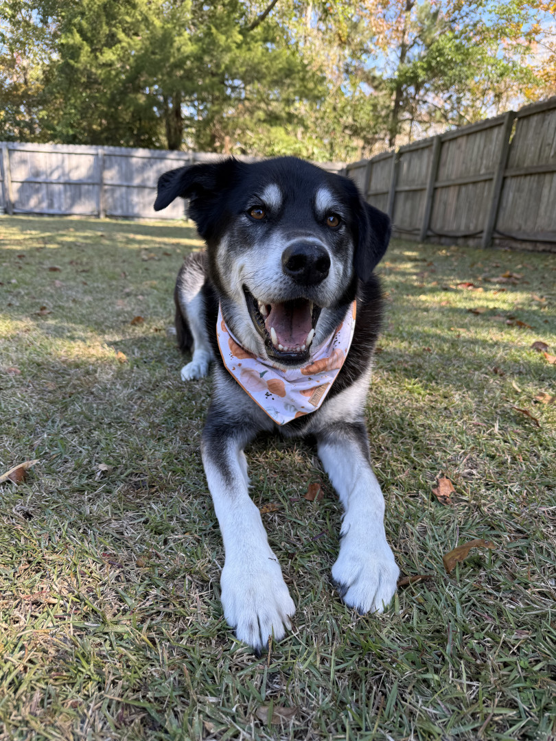 Ryker | America's Favorite Pet