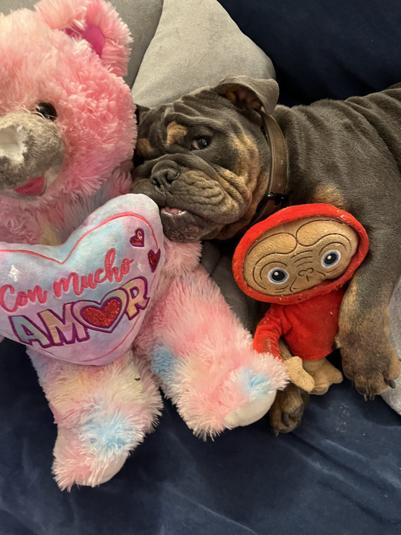 Bodie | America's Favorite Pet